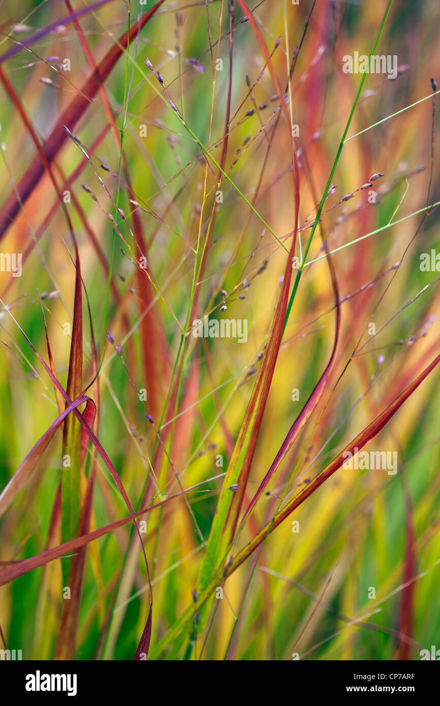 Imperata cylindrica rubra hi-res stock photography and images - Alamy