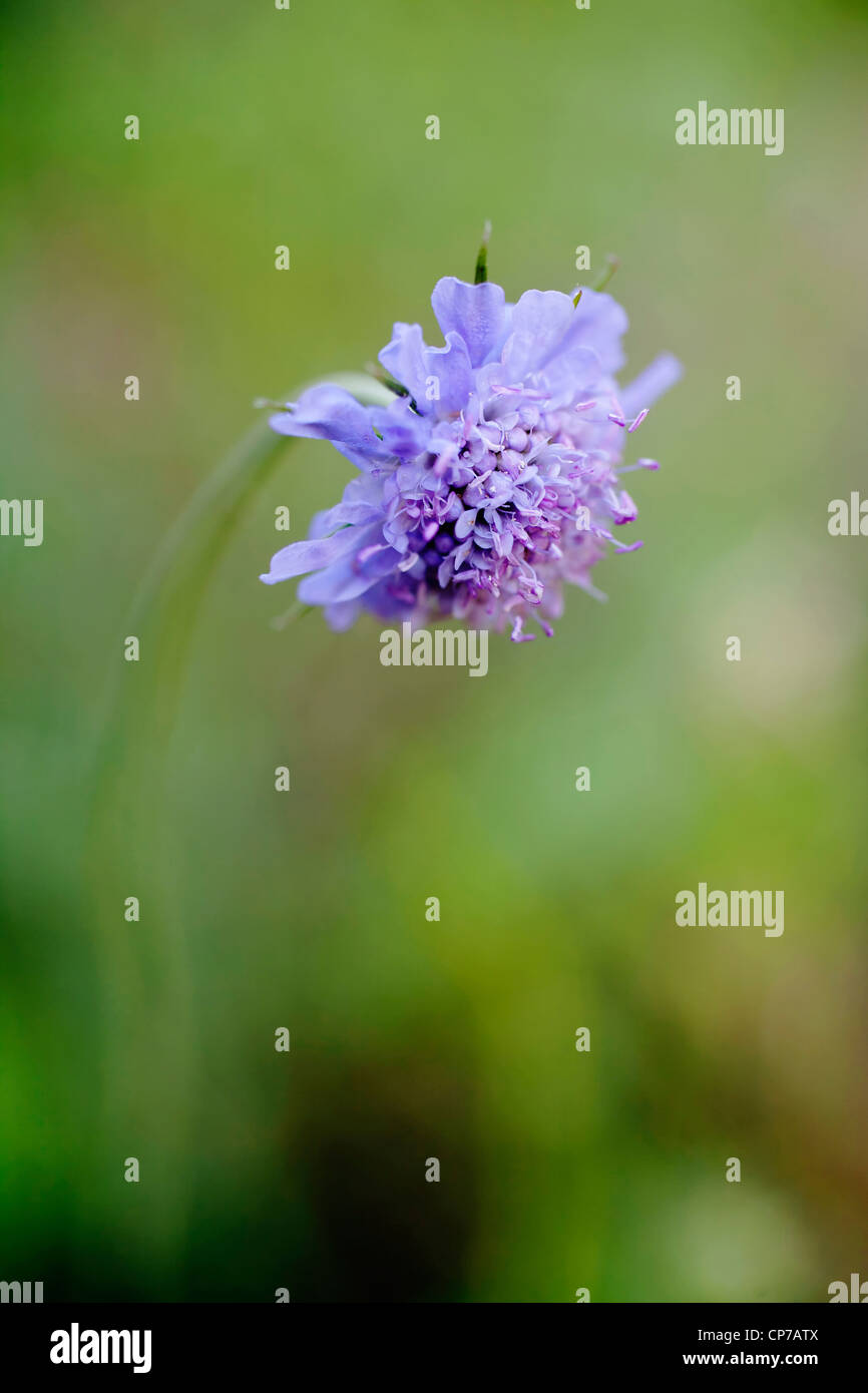 Knautia arvensis Single blue Field scabious flower Stock Photo - Alamy