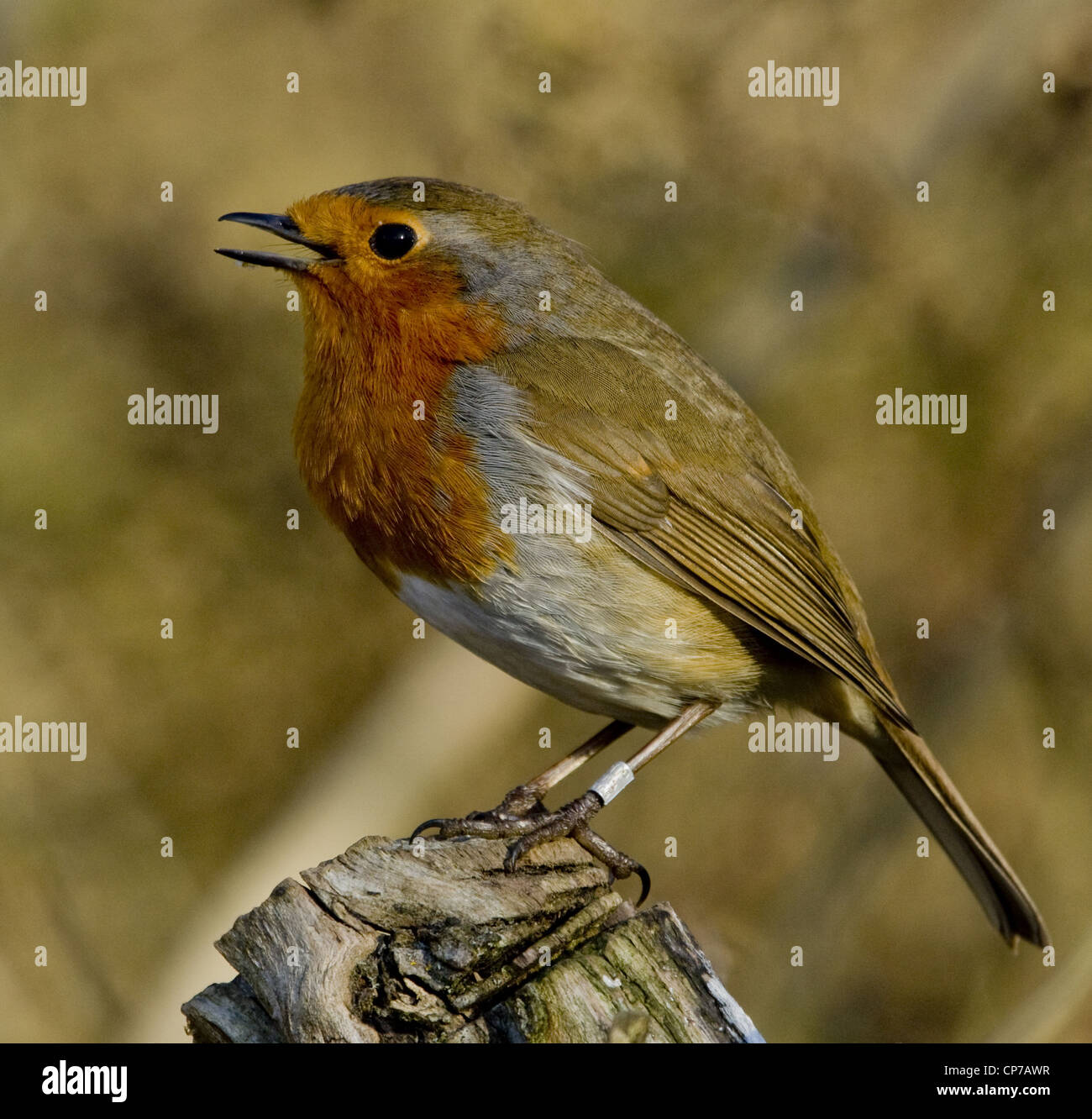 Singing robin hi-res stock photography and images - Alamy