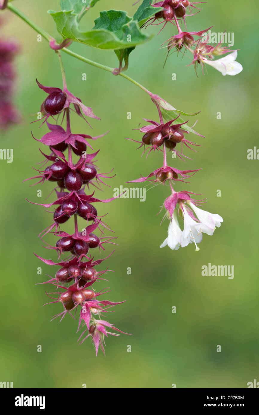 Leycesteria formosa, Himalayan honeysuckle, White, Green Stock Photo ...
