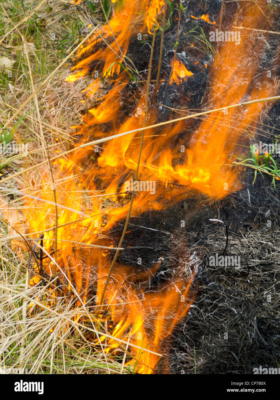 Prescribed prairie burn at the University of Wisconsin Arboretum ...