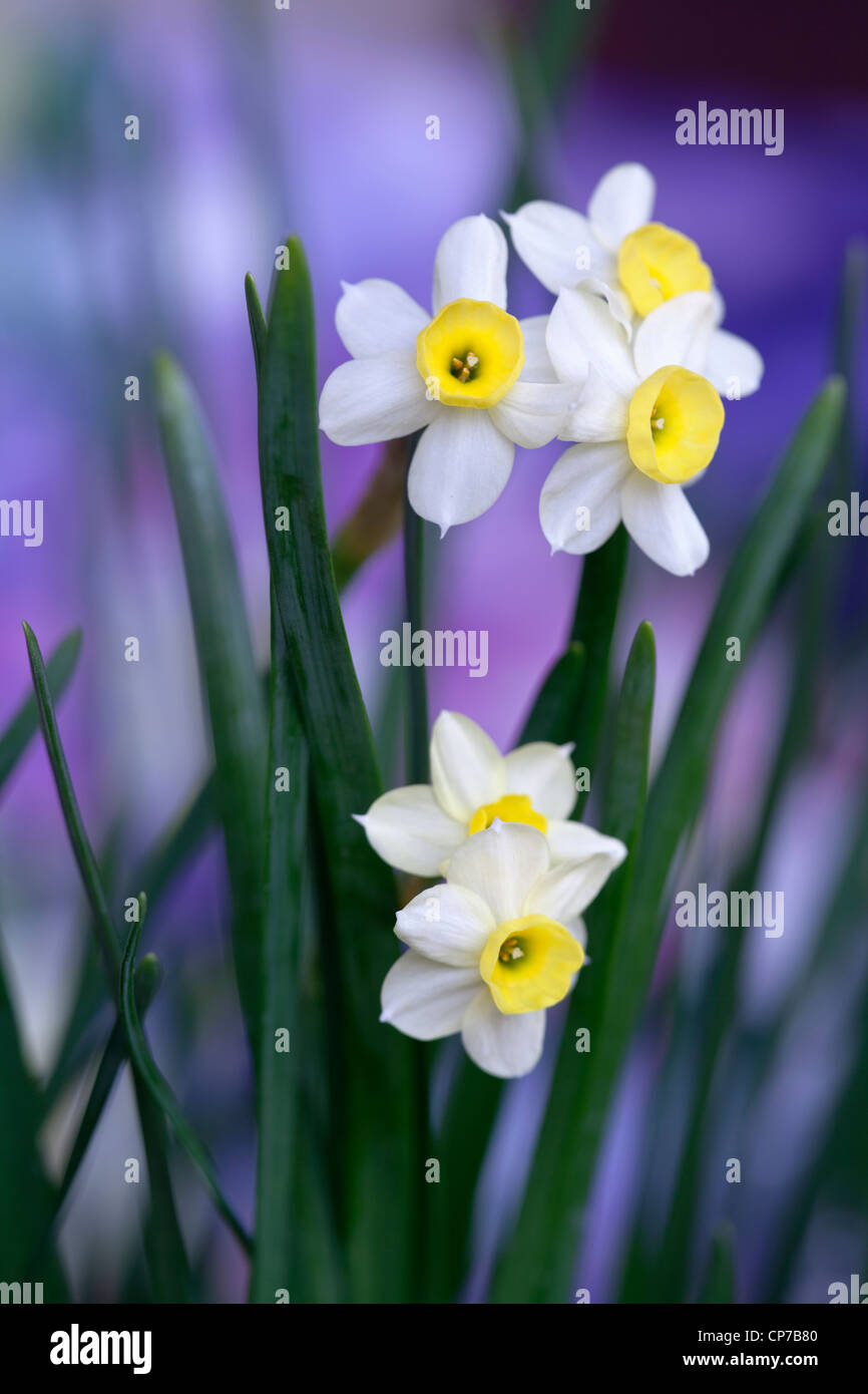 Narcissus cultivar, Narcissus, White Stock Photo - Alamy