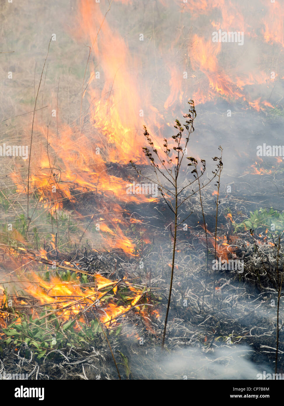 Prescribed prairie burn at the University of Wisconsin Arboretum ...