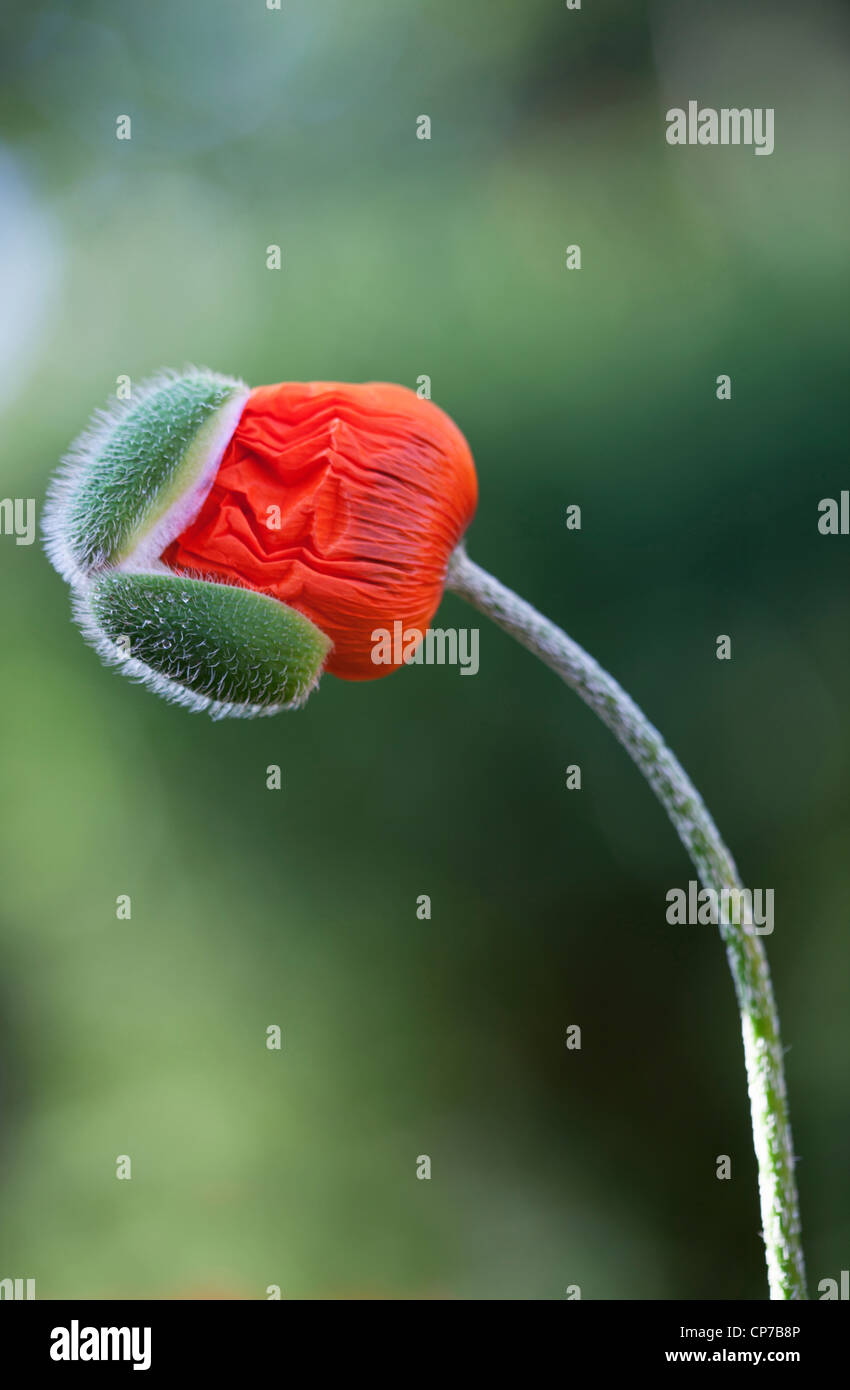 Papaver orientale, Poppy, Oriental poppy, Red Stock Photo - Alamy