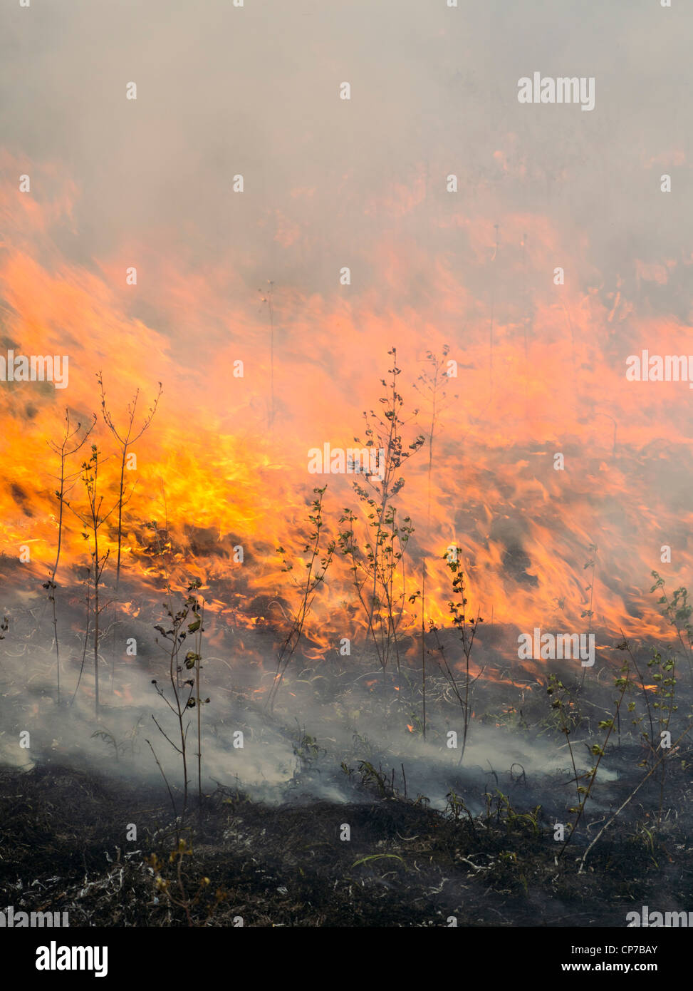 Prescribed prairie burn at the University of Wisconsin Arboretum ...