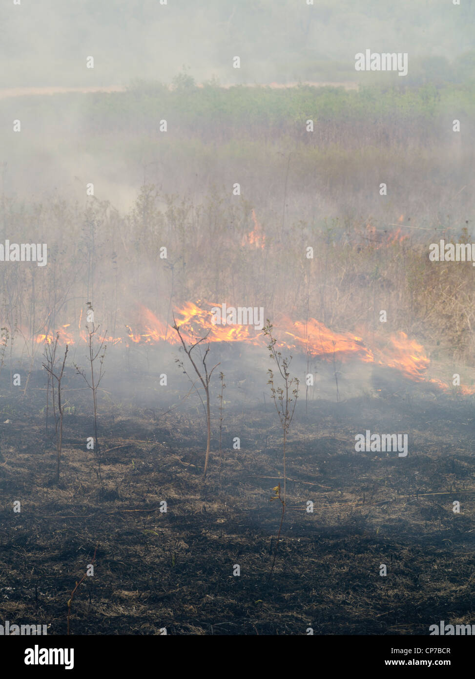 Prescribed prairie burn at the University of Wisconsin Arboretum ...