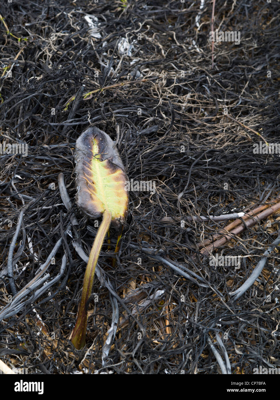 Prescribed prairie burn at the University of Wisconsin Arboretum ...