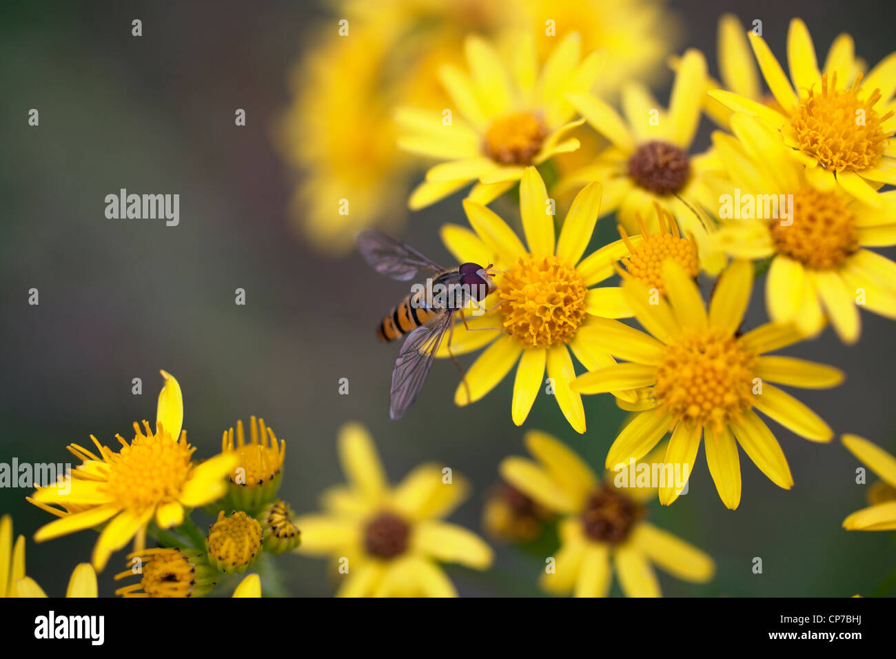 Senecio jacobaea africa hi-res stock photography and images - Alamy