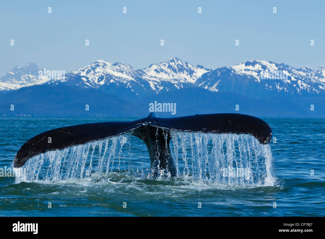 Humpback Whale fluking in Lynn Canal with Chilkat Mountains in the ...