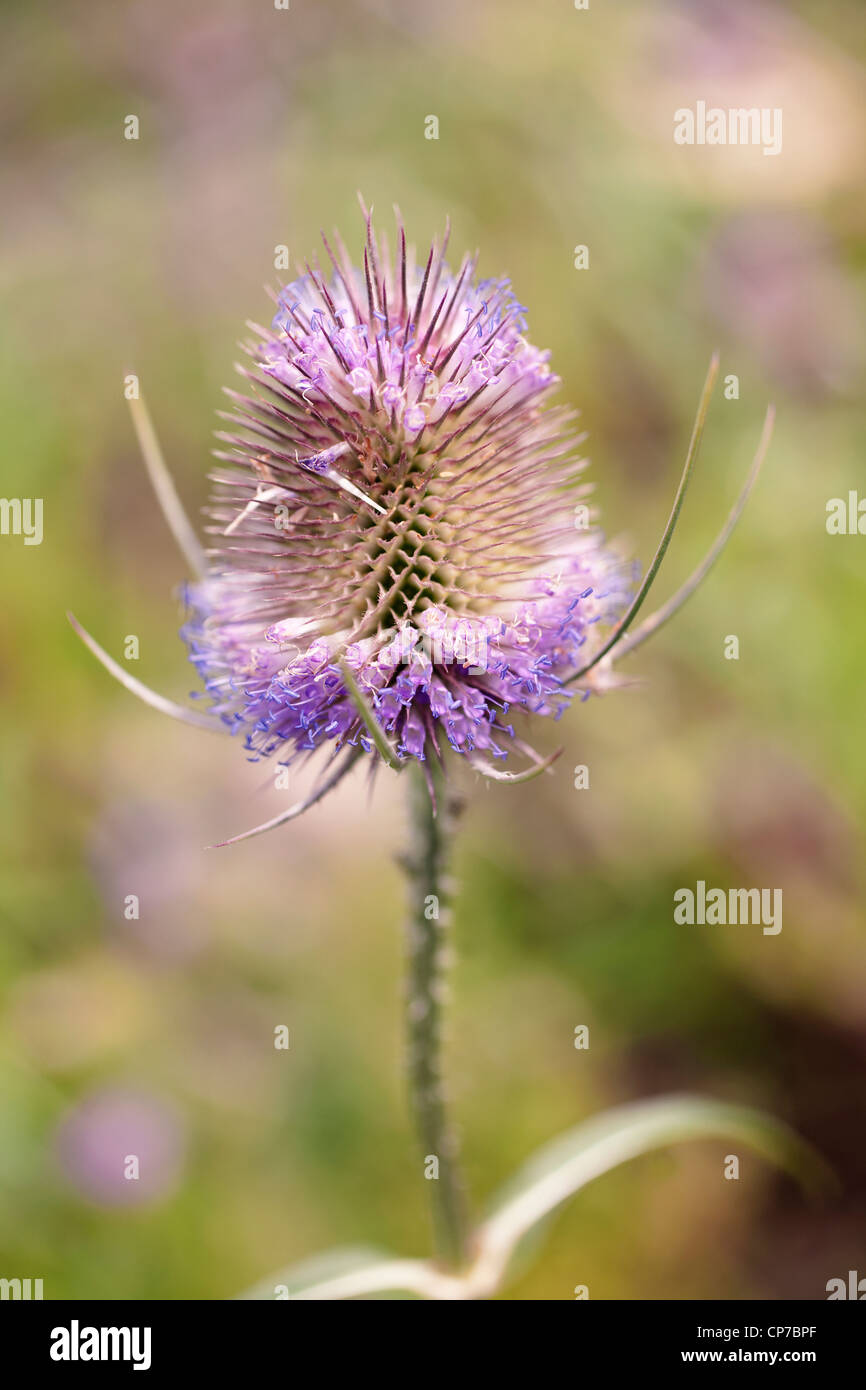 Dipsacus fullonum, Teasel, Purple Stock Photo - Alamy