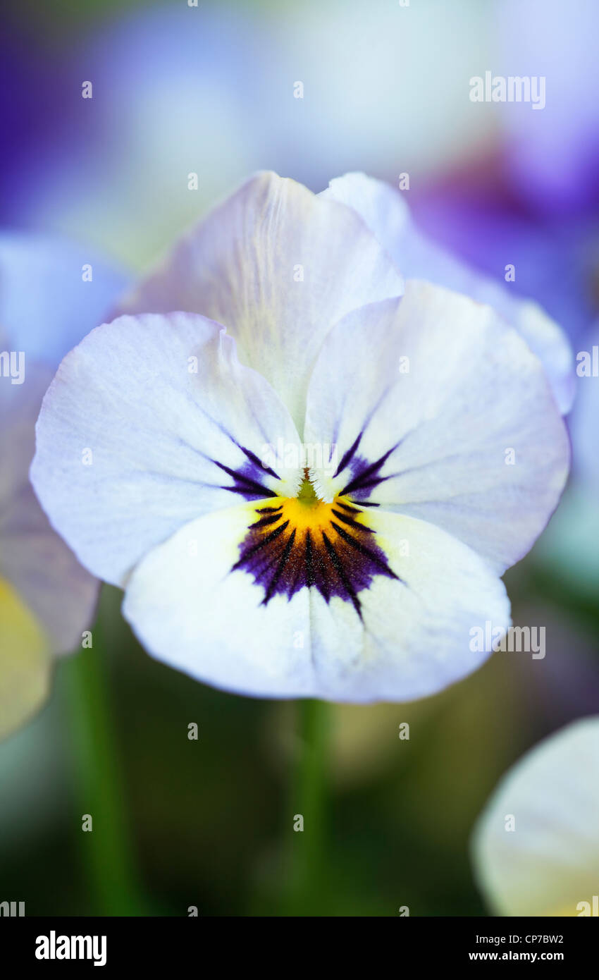 Viola 'Sorbet Ocean Breeze', Viola, White Stock Photo - Alamy