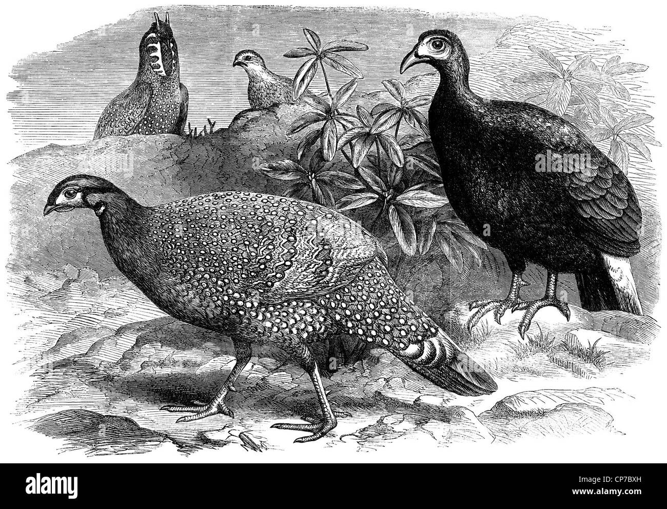 Countryside engraving hi-res stock photography and images - Alamy