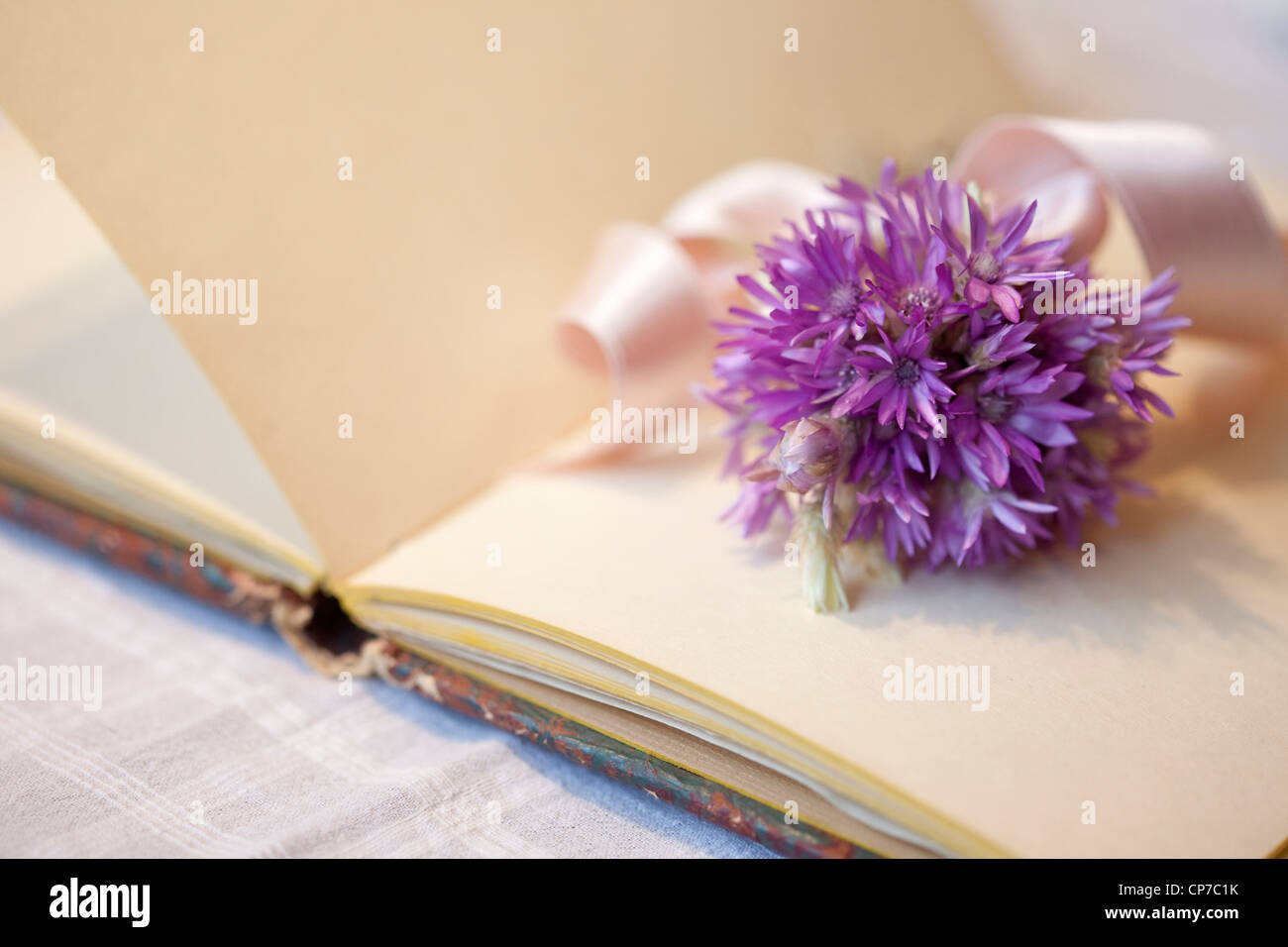 Helichrysum flower hi-res stock photography and images - Alamy