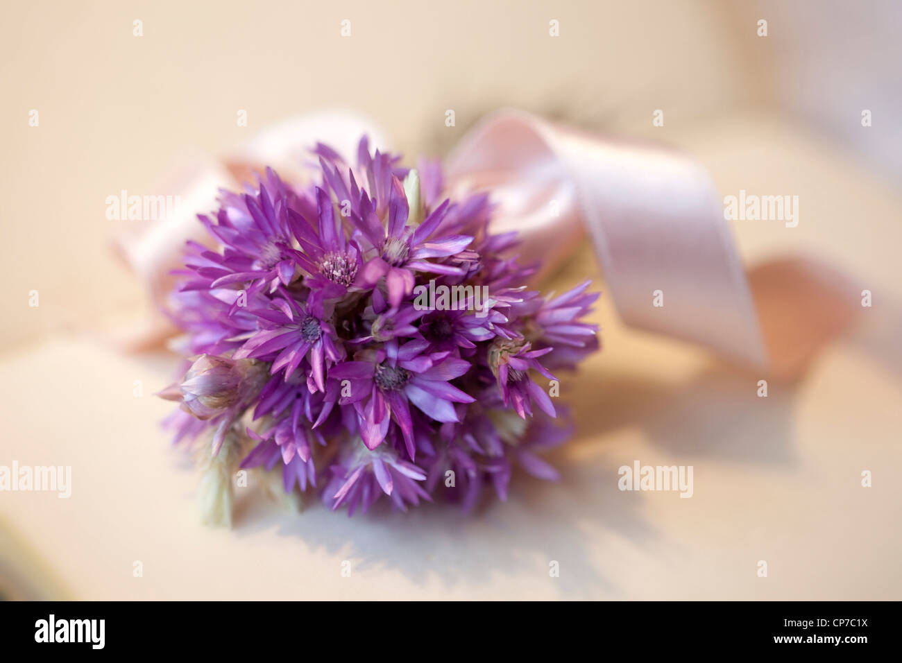 Helichrysum cultivar, Everlasting flower, Purple Stock Photo - Alamy