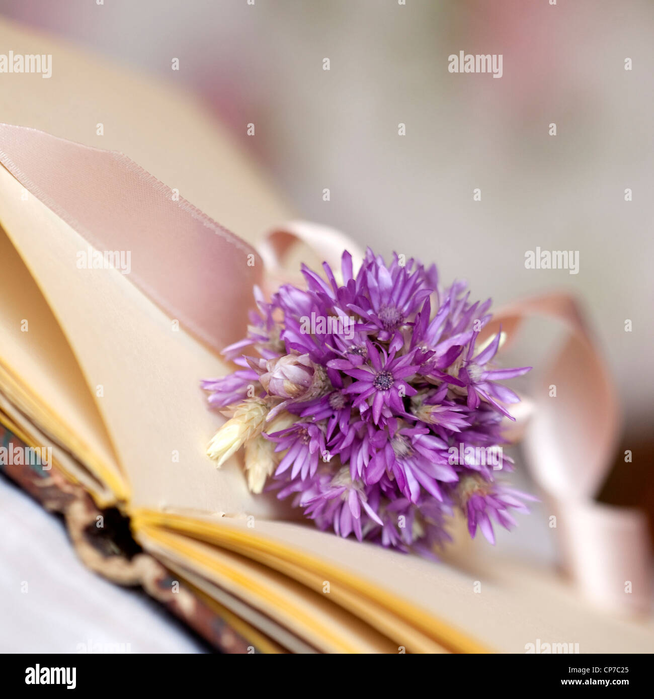 Helichrysum flower hi-res stock photography and images - Alamy