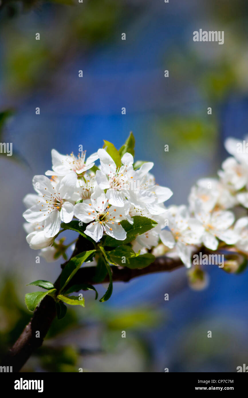 Prunus domestica hi-res stock photography and images - Alamy