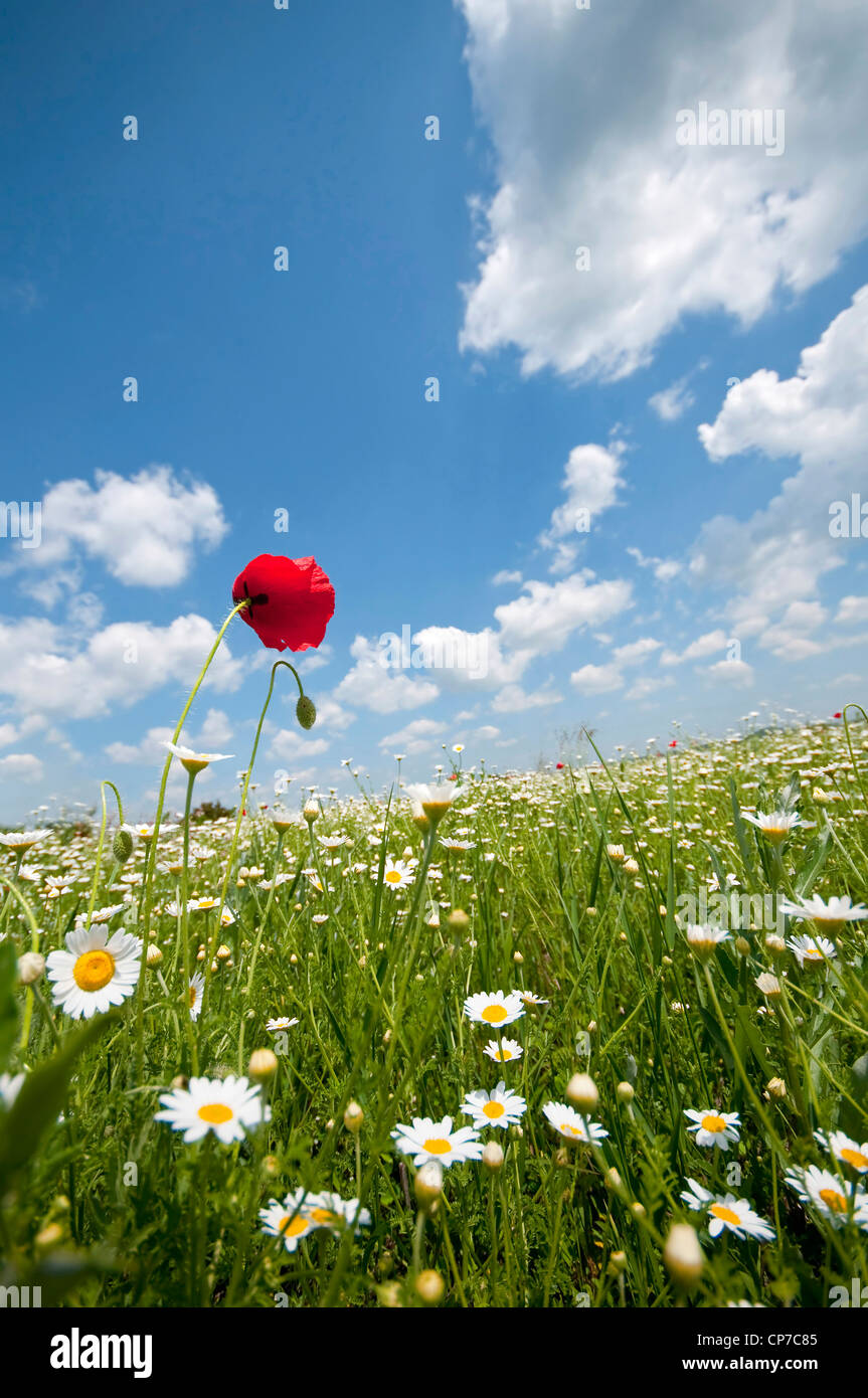 Papaver rhoeas, Poppy, Red Stock Photo - Alamy