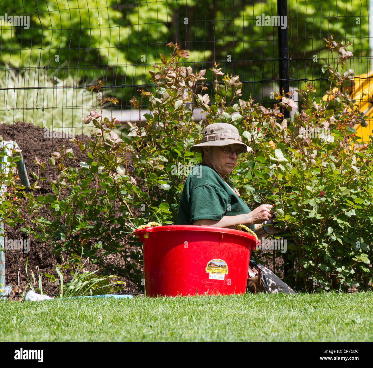 A female gardener with a large a bucket weeding and pruning roses Stock ...