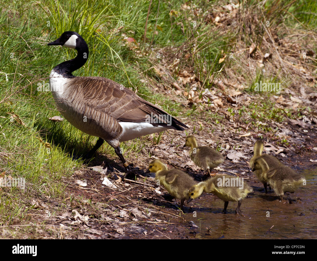 Canadian Goose with goslings leaving the water Stock Photo - Alamy