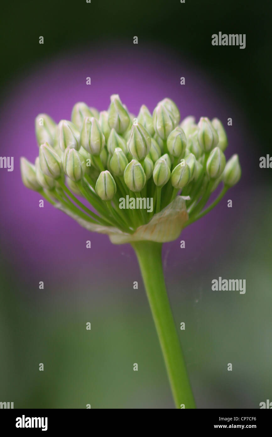 Allium cultivar, Allium, Green Stock Photo - Alamy