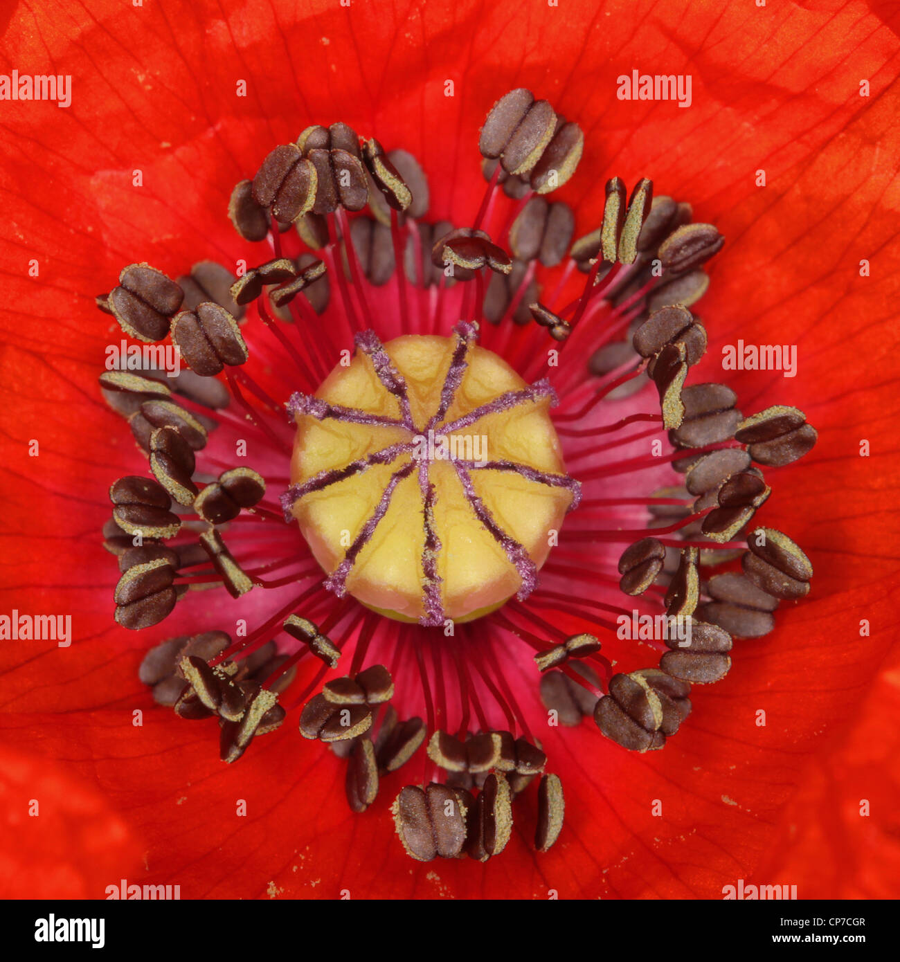 Papaver rhoeas, Poppy, Red Stock Photo - Alamy