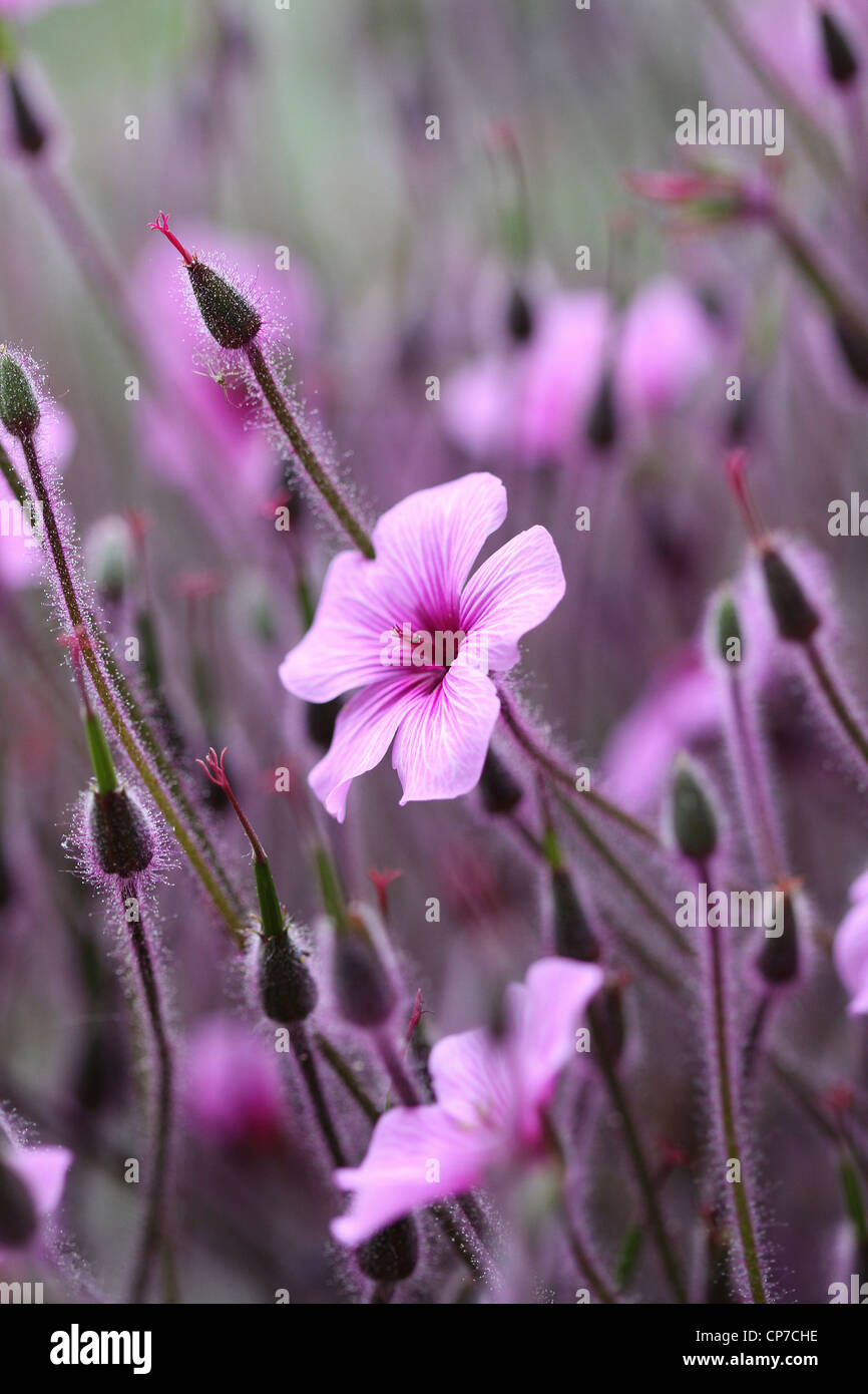 Geranium maderense hi-res stock photography and images - Alamy