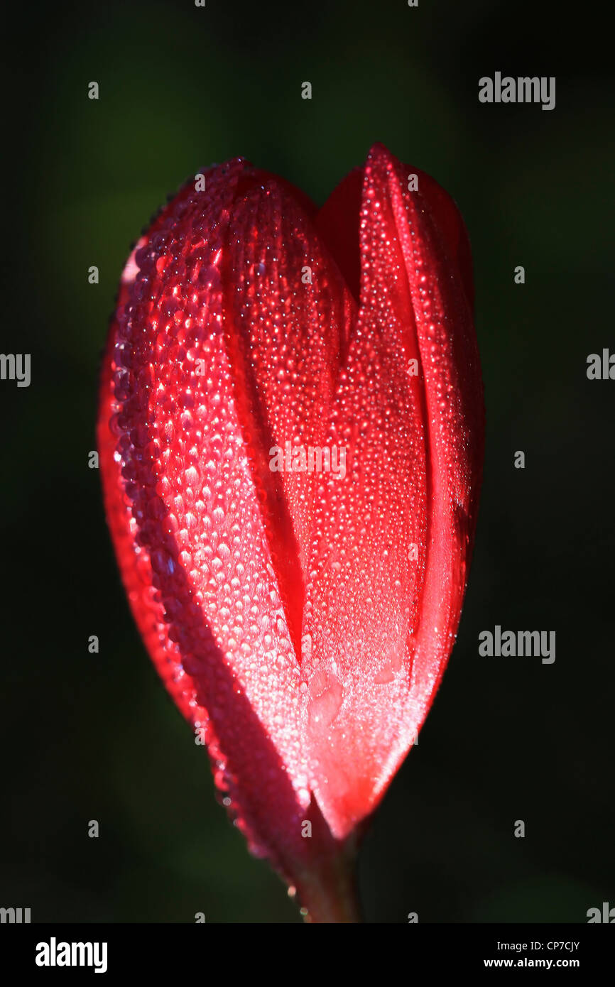 Fuchsia cultivar, Fuchsia, Red Stock Photo - Alamy