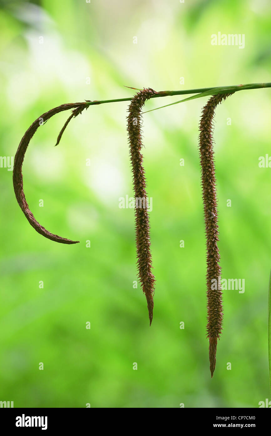 Carex pendula, Sedge, Brown, Green Stock Photo - Alamy