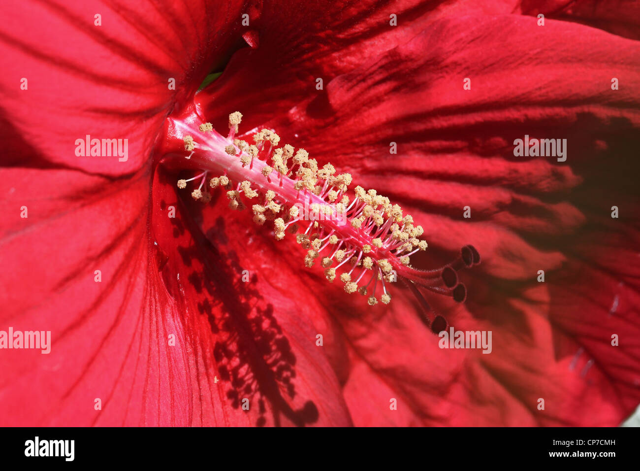 Red hibiscus on plant in hi-res stock photography and images - Alamy