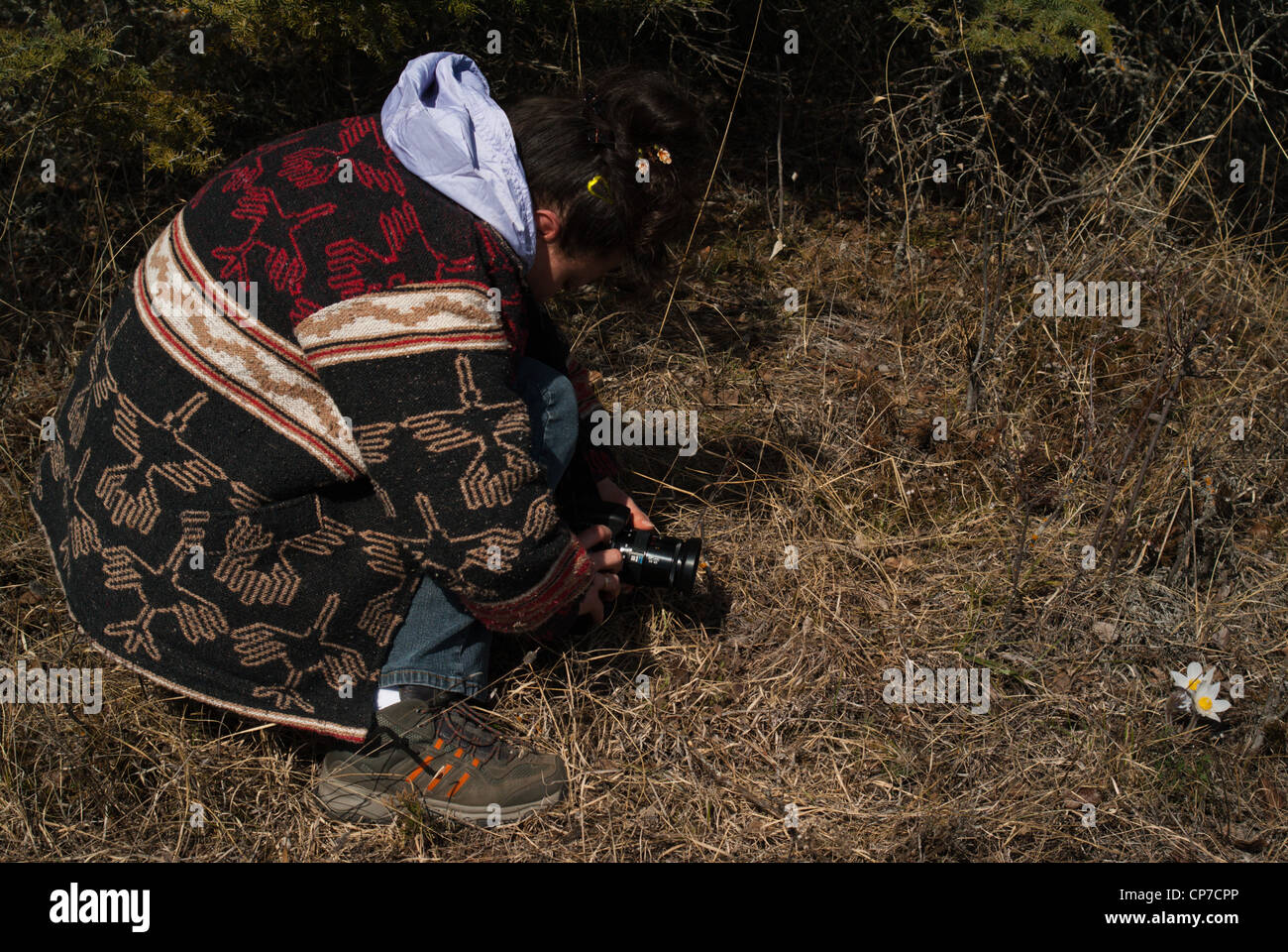 Spruce Woods Manitoba Canada Stock Photo - Alamy