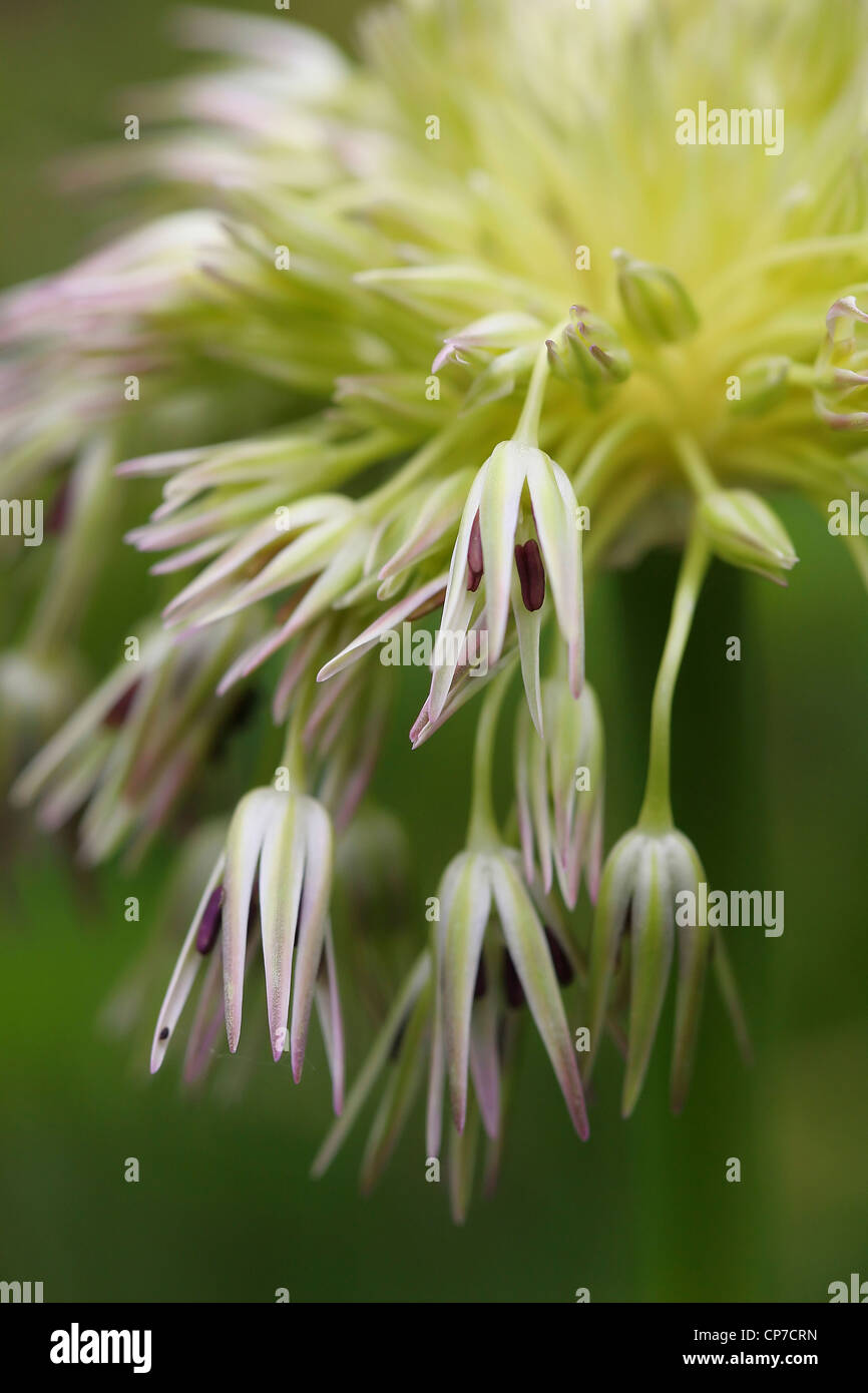 Cream colour flower hi-res stock photography and images - Alamy
