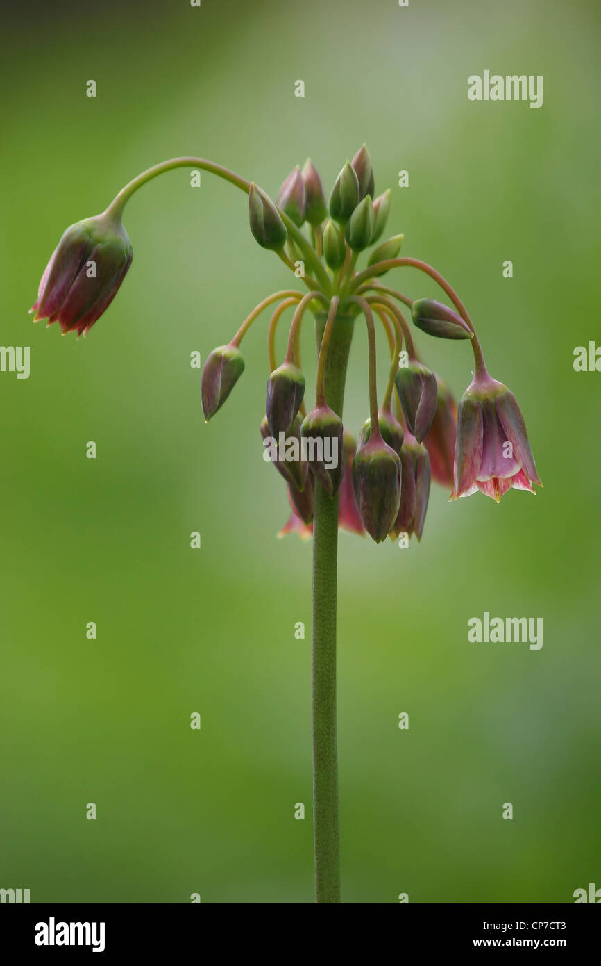 Nectaroscordum siculum frost hi-res stock photography and images - Alamy