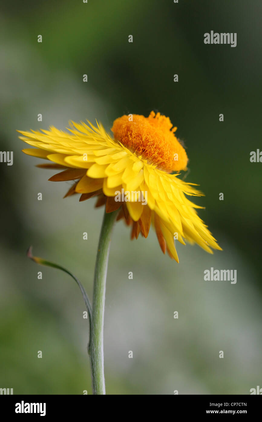 Yellow everlasting daisy hi-res stock photography and images - Alamy
