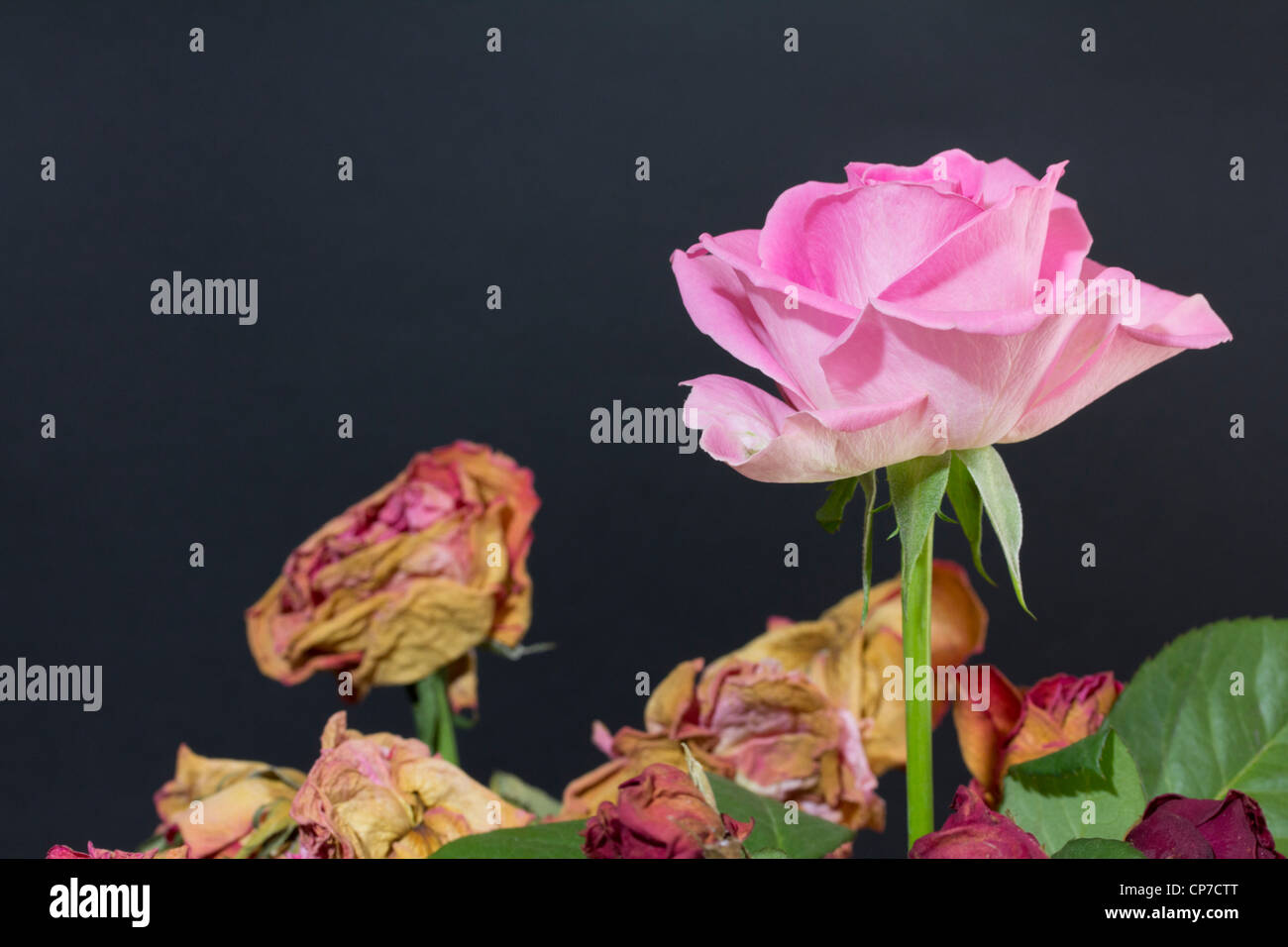 Rotten rose hi-res stock photography and images - Alamy