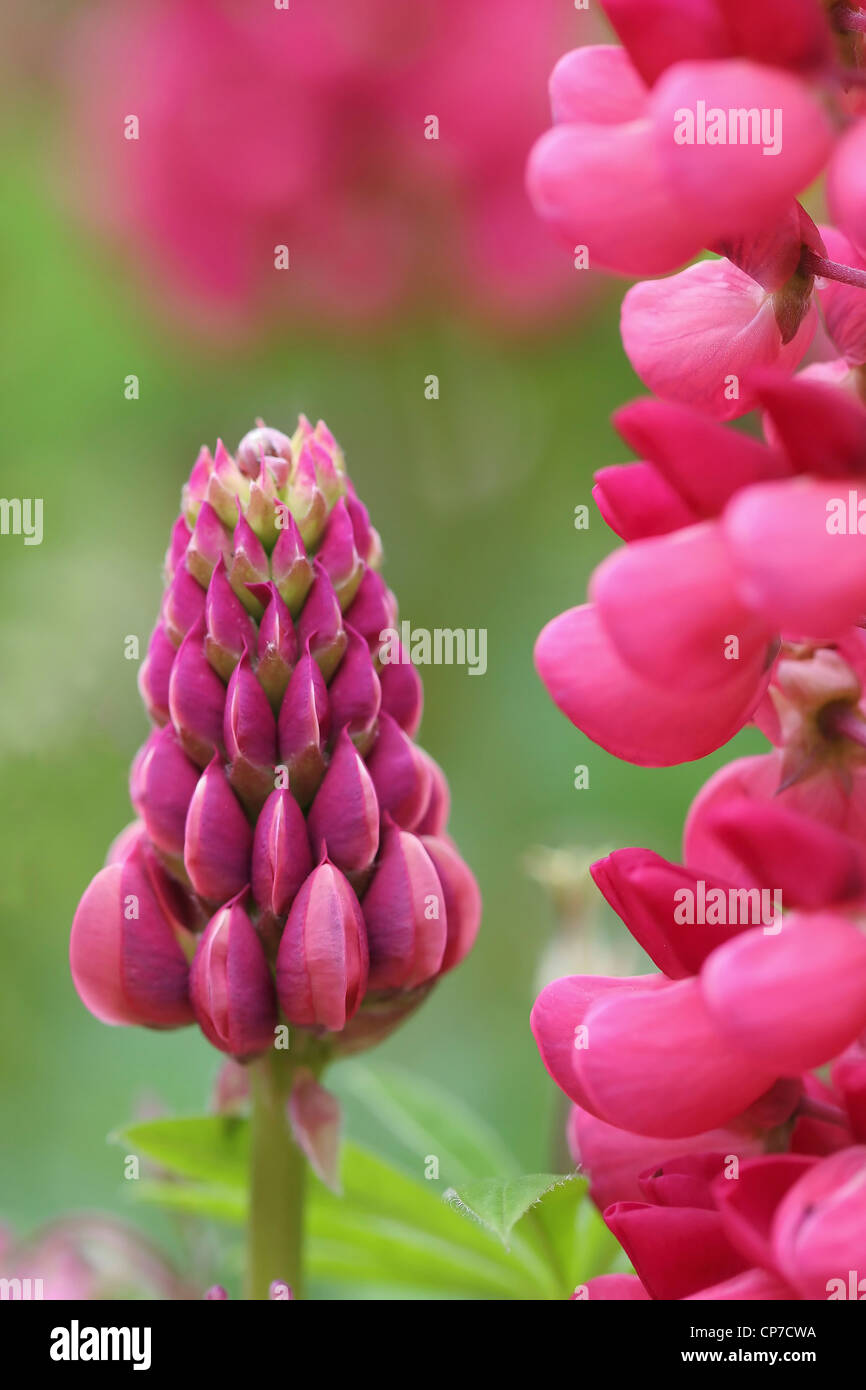 Pink perennial lupin lupinus hi-res stock photography and images - Alamy