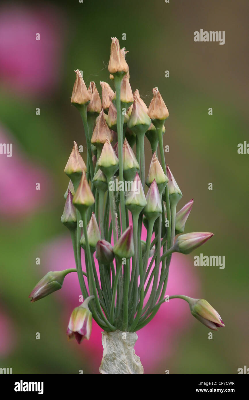 Nectaroscordum siculum bulgaricum, Nectaroscordum, Green Stock Photo ...