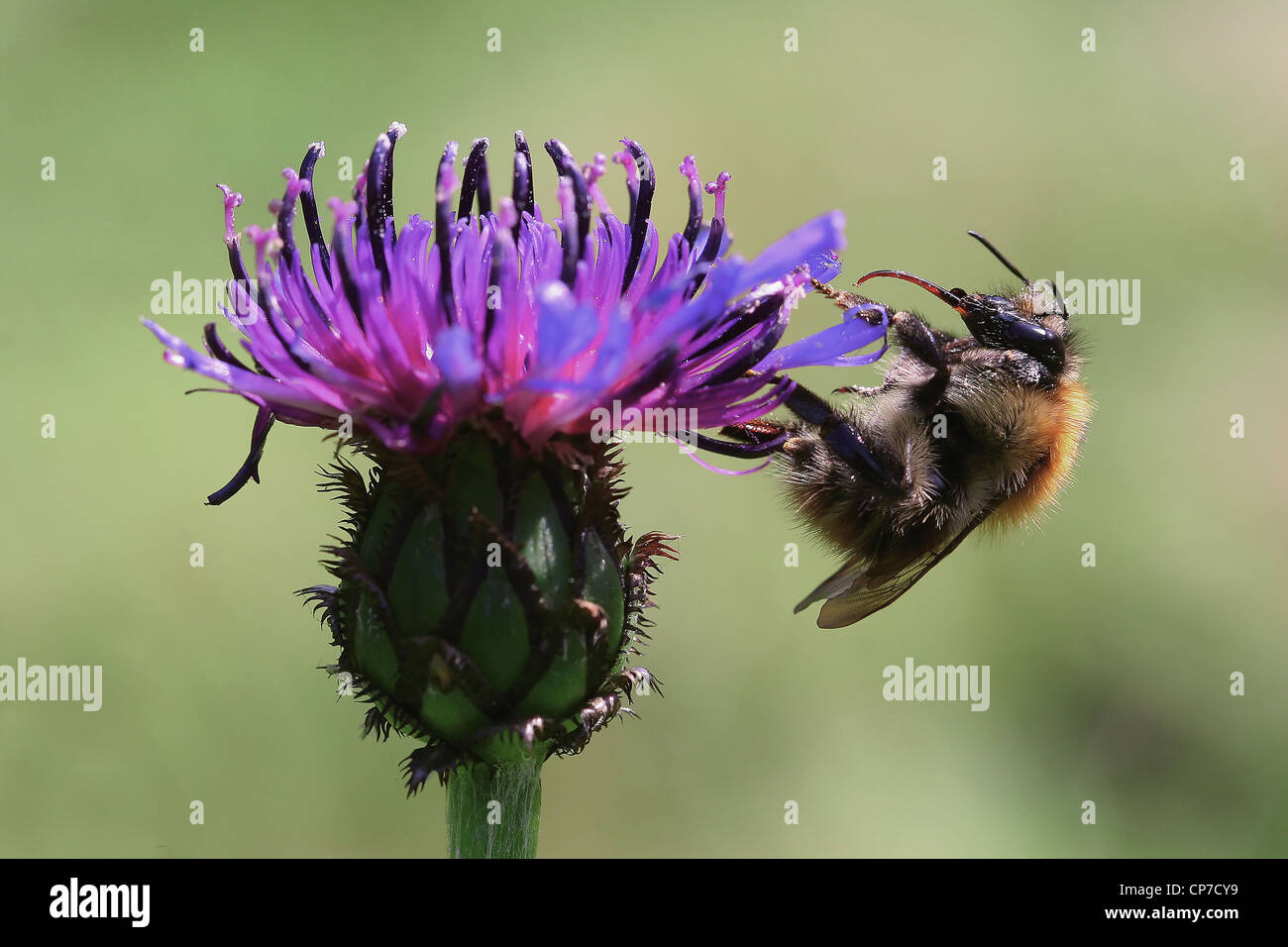 Centaurea nigra, Knapweed, Purple Stock Photo - Alamy