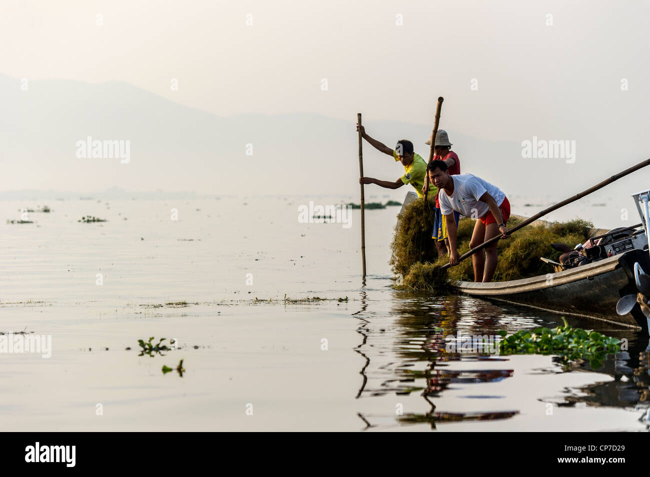 Poverty weed hi-res stock photography and images - Alamy