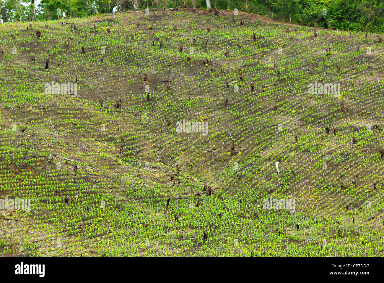 Slash and burn cultivation in Western Ecuador, steep slope cleared and ...
