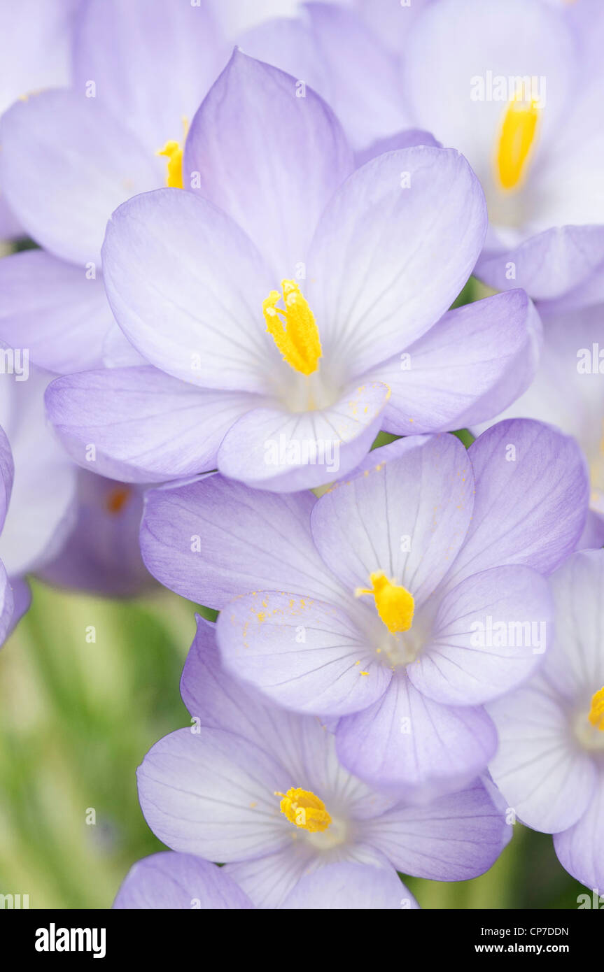Group autumn crocus flowers hi-res stock photography and images - Alamy