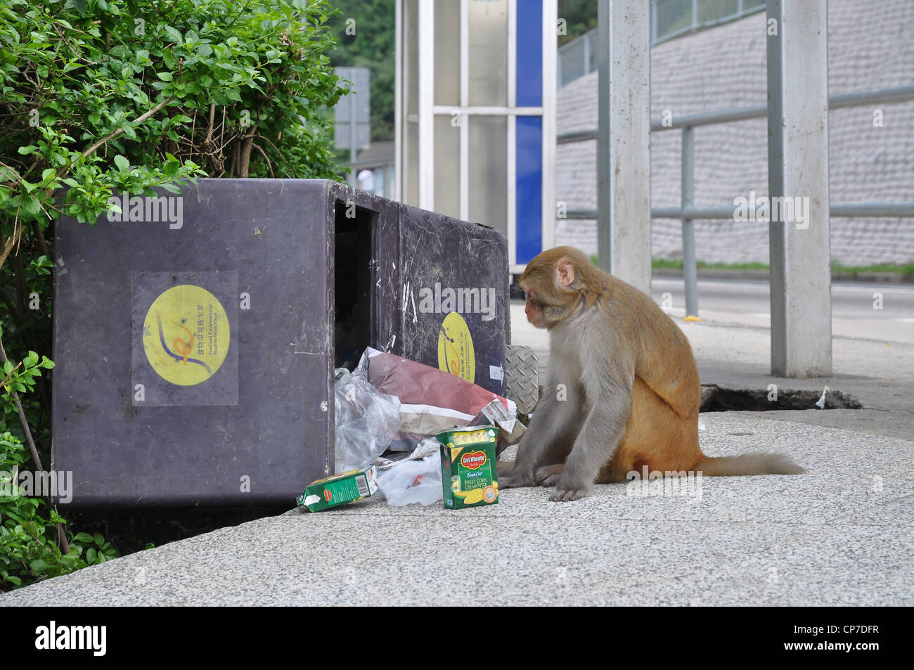 Monkey eating from rubbish bin, Kam Shan Country Park, Kowloon Stock ...