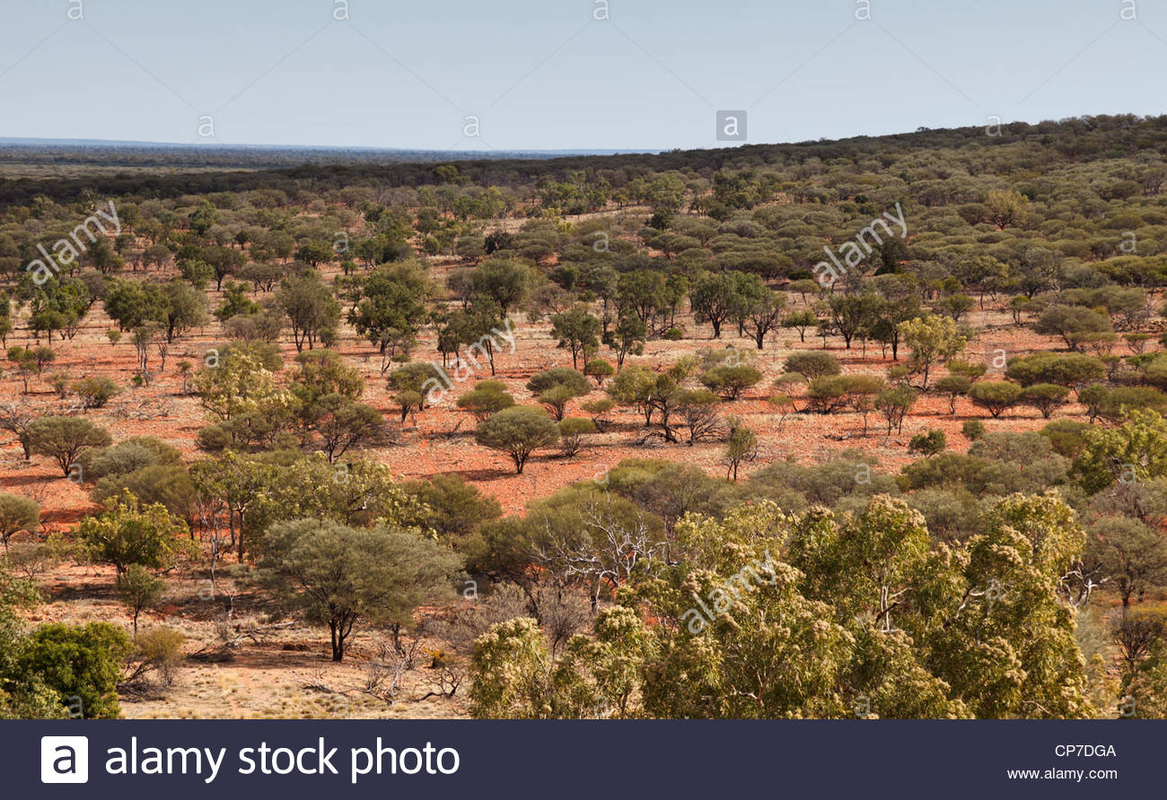 Mulga Tree Stock Photos & Mulga Tree Stock Images - Alamy