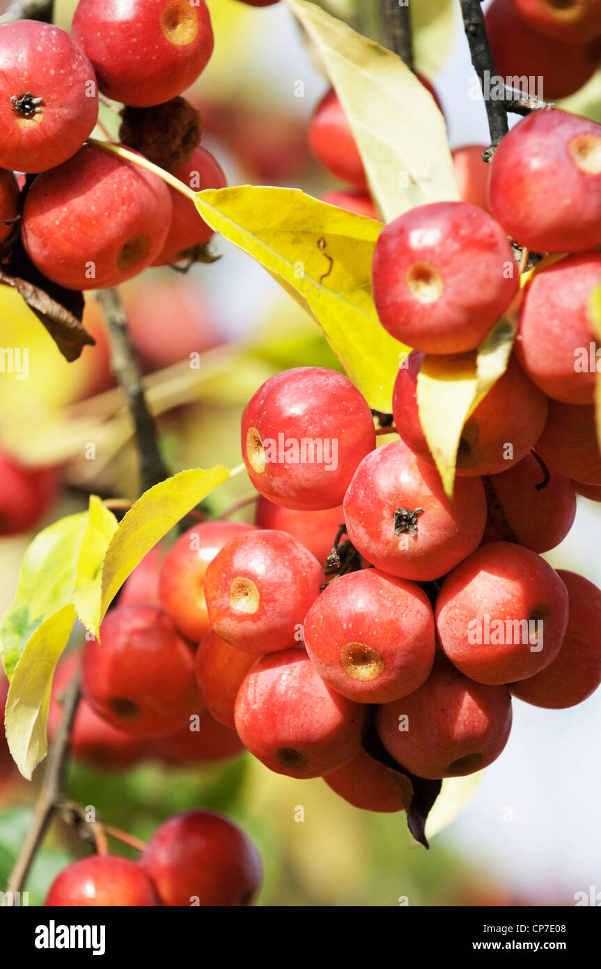 Malus hupehensis, Crab apple, Red Stock Photo - Alamy