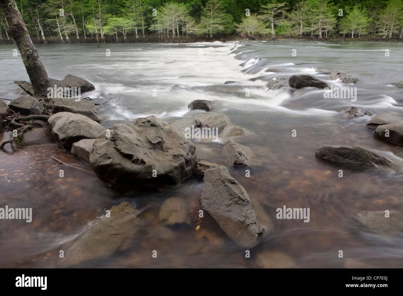 Boulders and pine trees on the Mountain Fork River, Southeastern ...