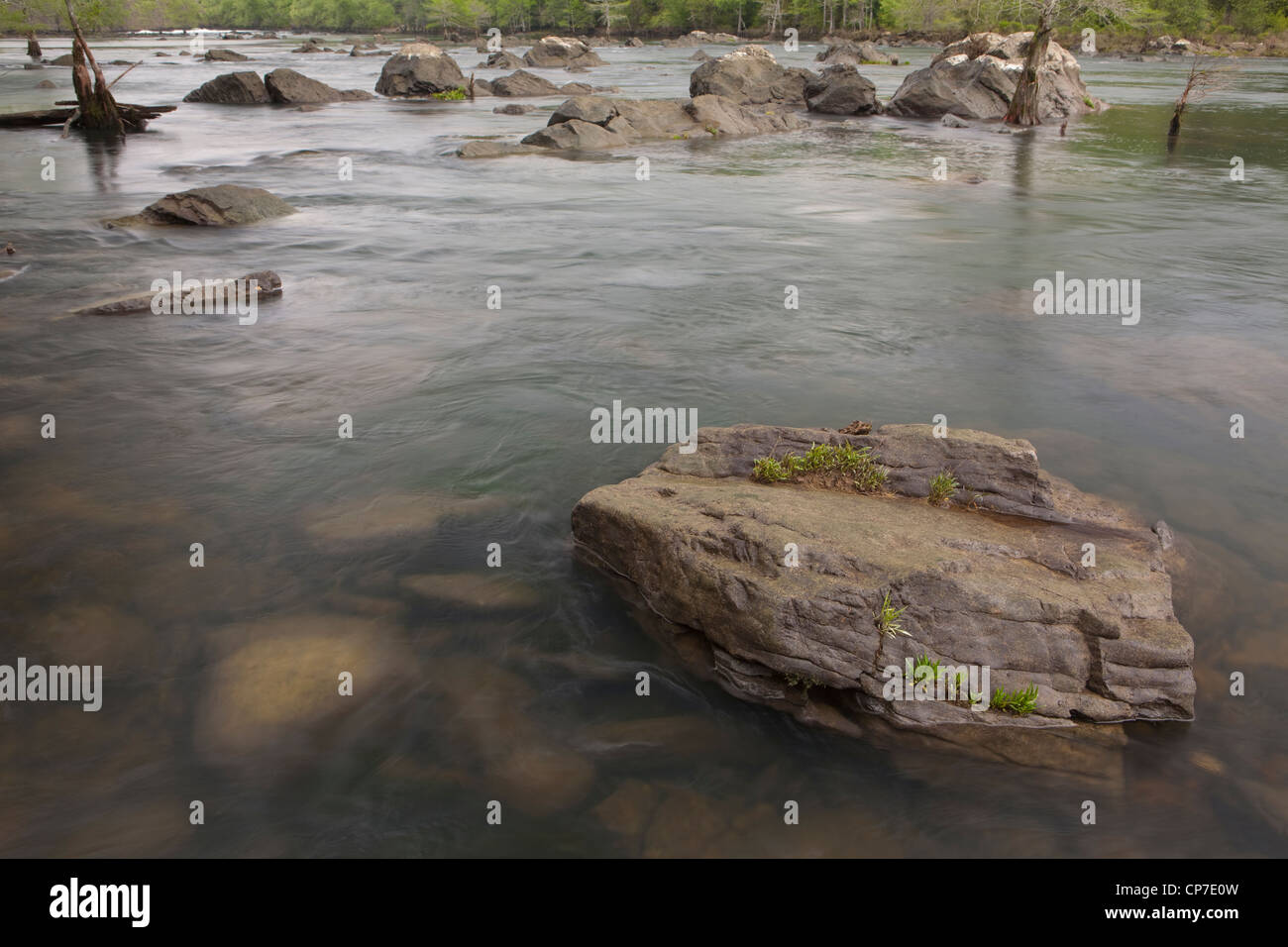 Boulders and pine trees on the Mountain Fork River, Southeastern ...