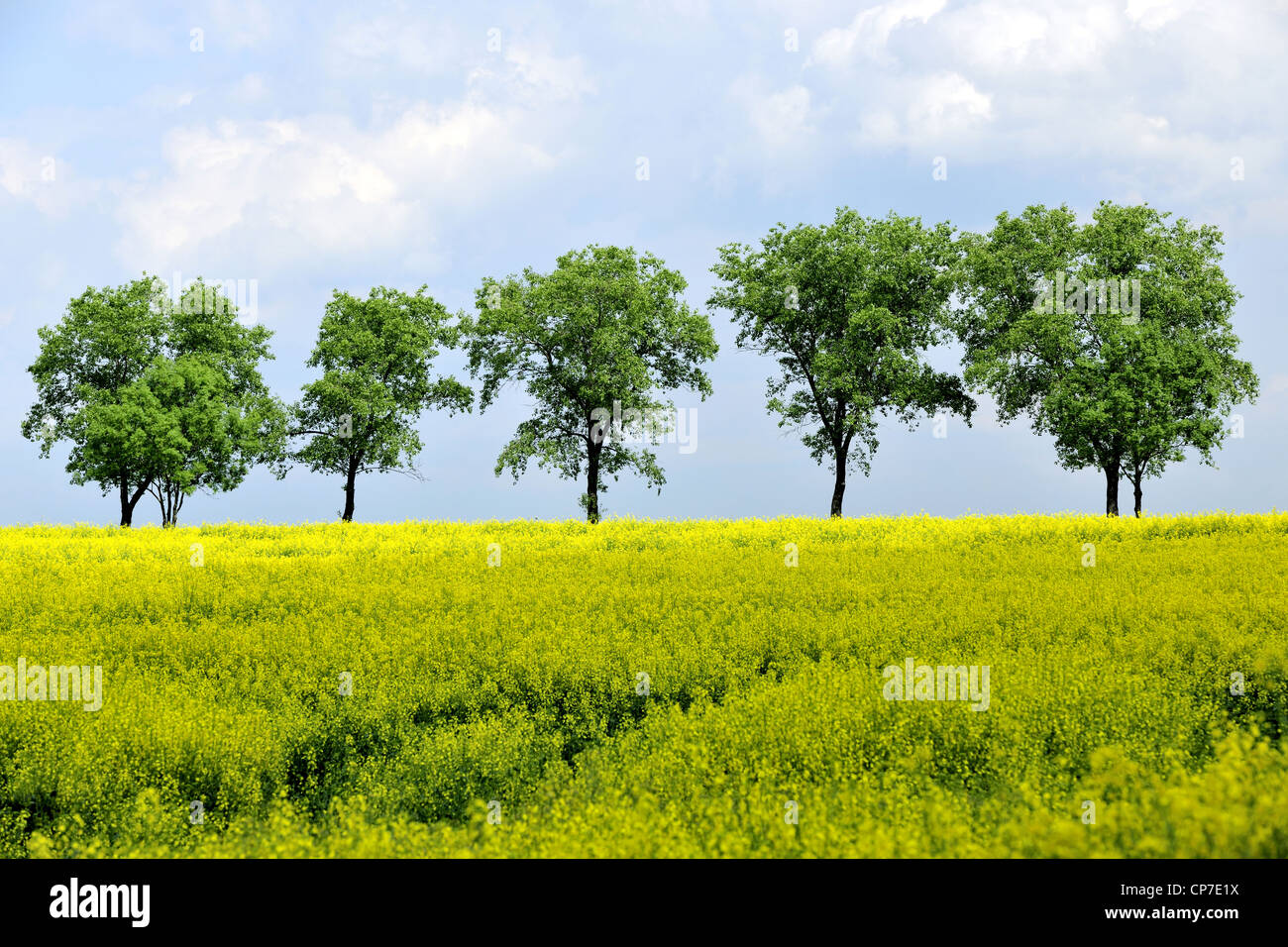 spring, landscape, poland, europe Stock Photo - Alamy