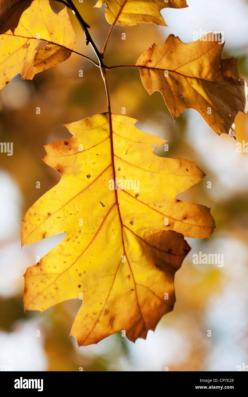 Quercus rubra, Oak, Red oak, Orange Stock Photo - Alamy
