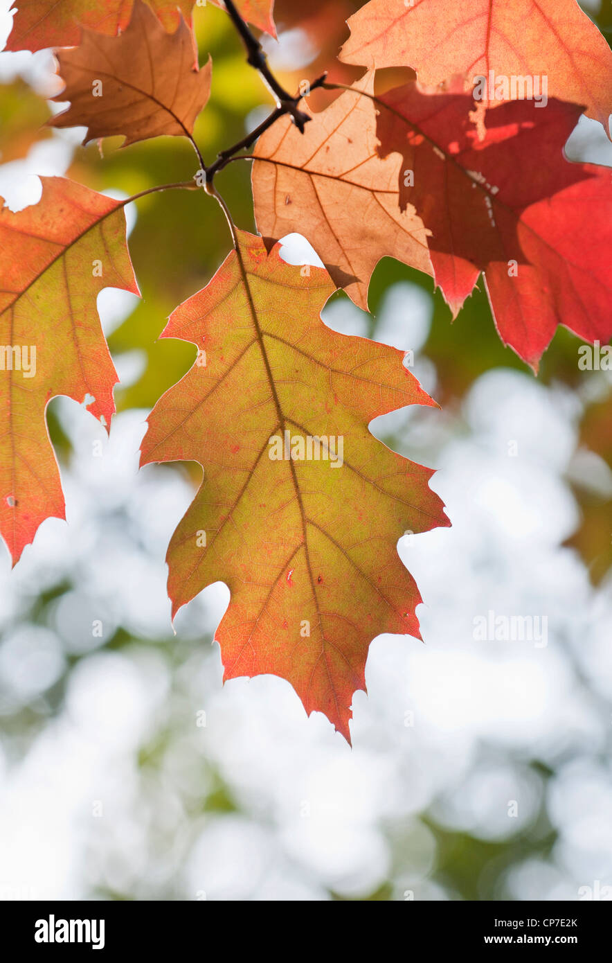 Quercus rubra, Oak, Red oak, Red Stock Photo - Alamy