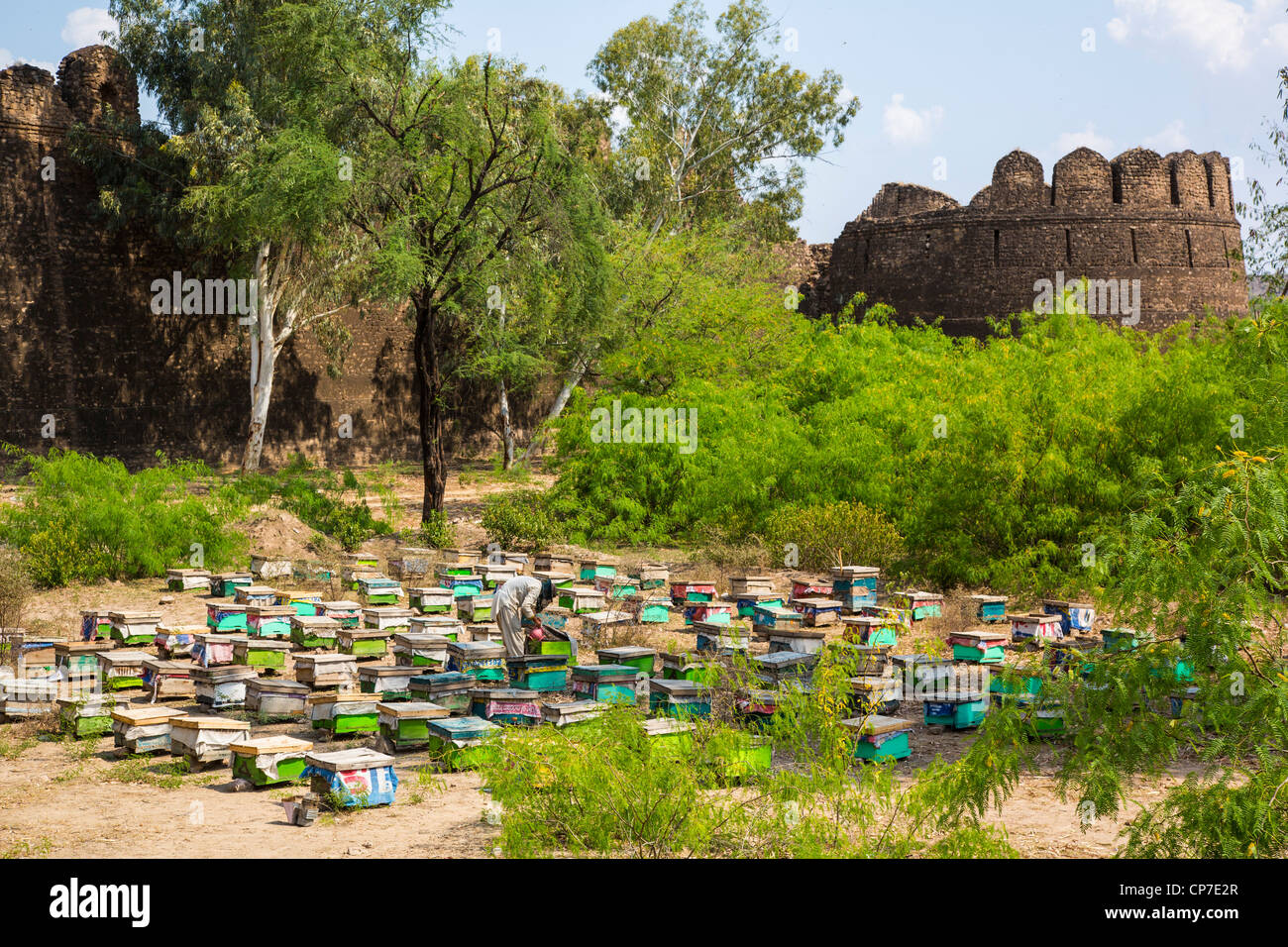 Beekeeping tourism hi-res stock photography and images - Alamy