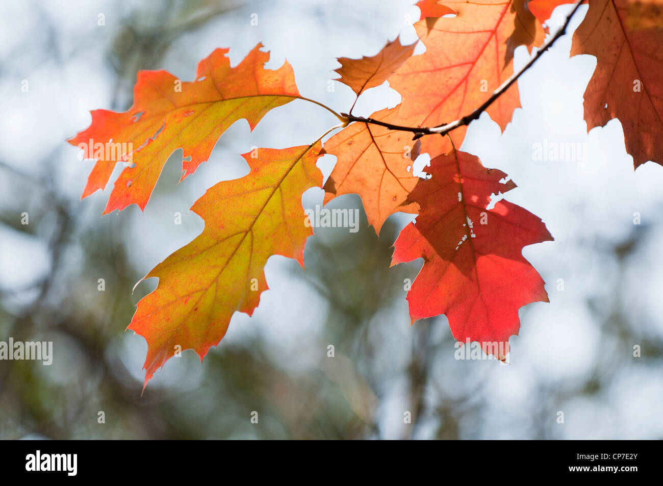Quercus rubra red oak tree hi-res stock photography and images - Alamy